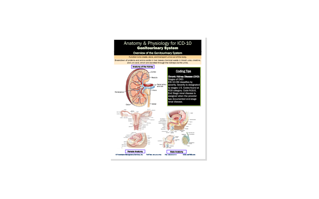 MAC Legacy » Genitourinary System Cheat Sheet