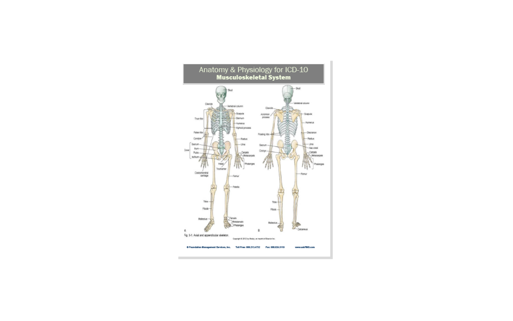 MAC Legacy » Musculoskeletal System Cheat Sheet